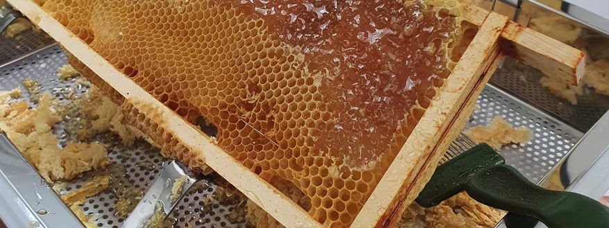 The honey yield from the Milgro hive