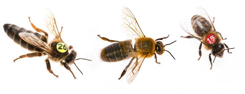 Wat wij van de honingbij kunnen leren over samenwerken