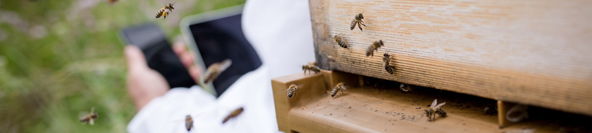 Beekeeping 2.0 with Internet of Things (IoT)