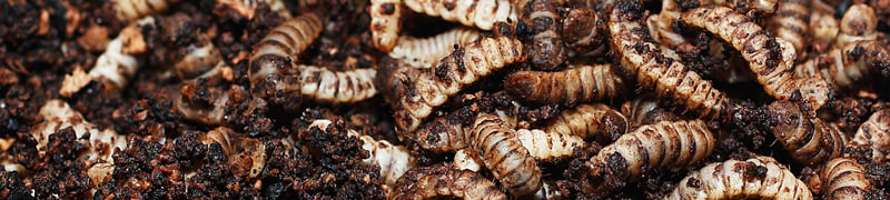 Insects as a sustainable solution to food waste