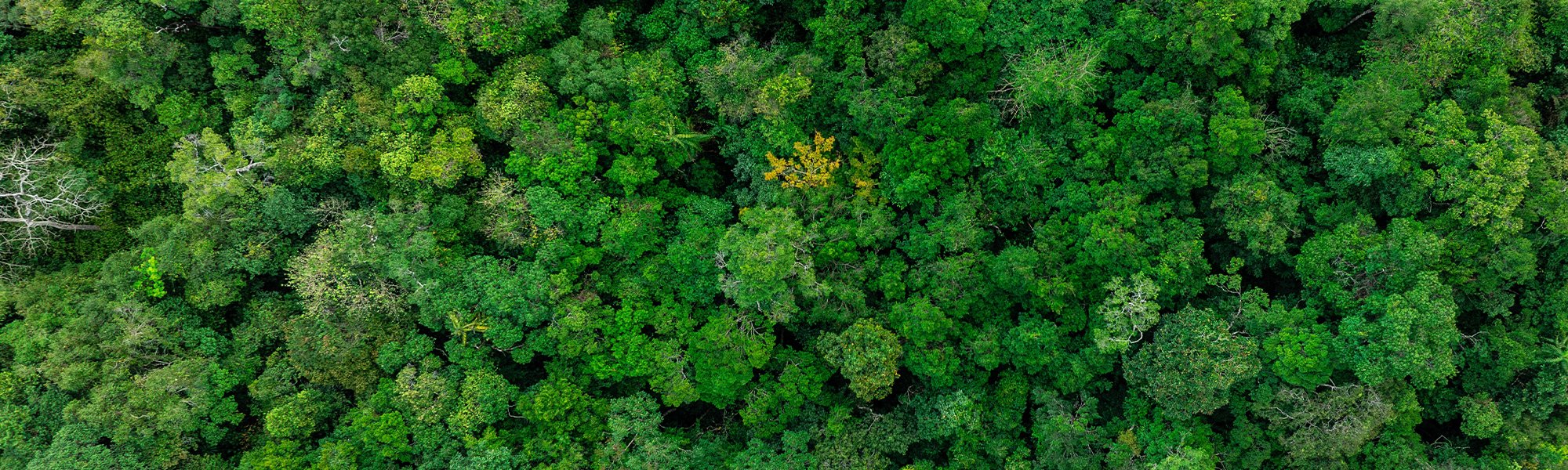 SDG 12 explained: responsible consumption and production