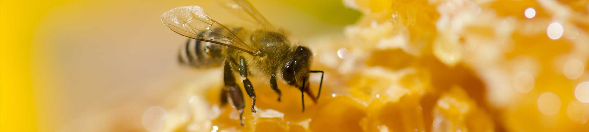 Bestuiving door bijen