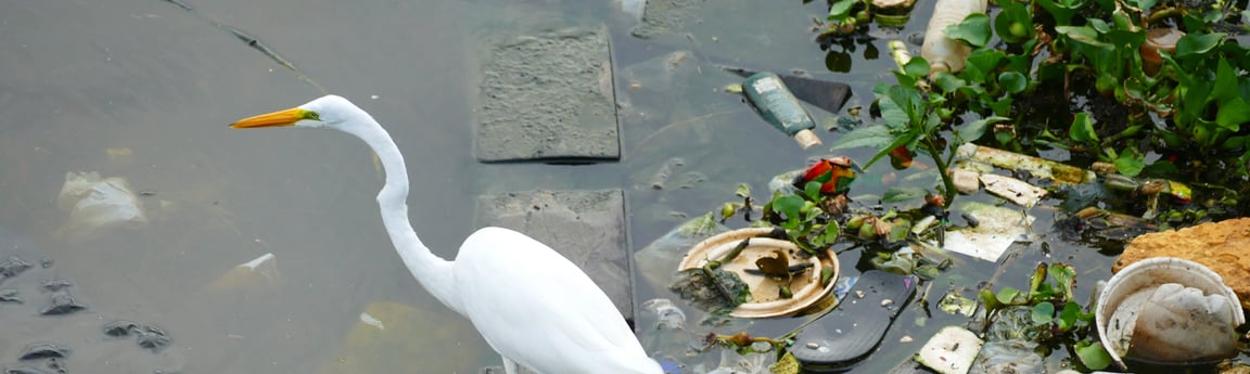 Litter: impact on animals and what you can do today